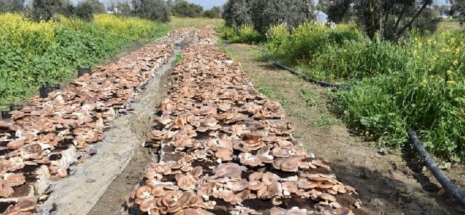 Haspolat’ta Gavcar mantarı üretiliyor